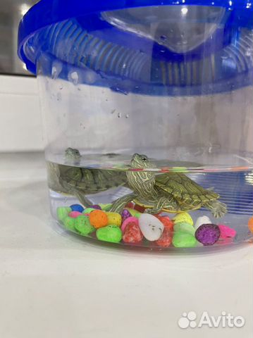 Две красноухие черешки с террариумом