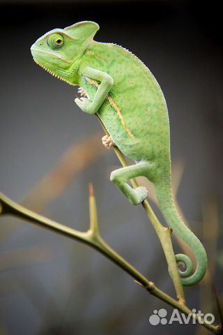 Хамелеон - черепаха