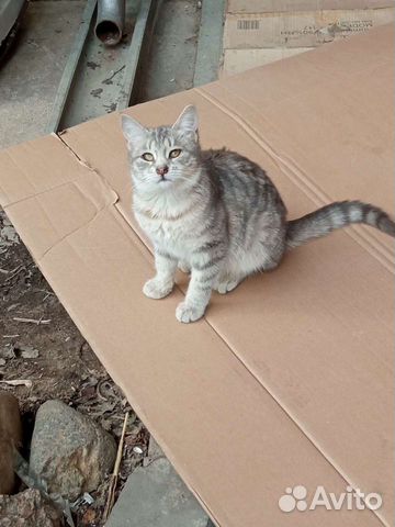 Прибилась к подъезду - ищет маму