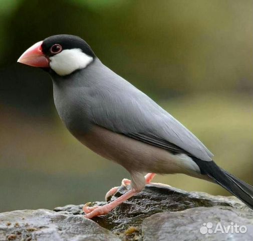 Амадина Рисовая