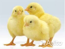 Куры цыплята, яйца и др