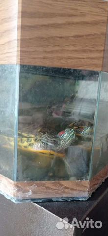 Красноухая черепаха