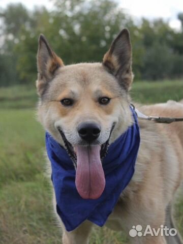 Джоник (домашний активный пёс в добрые руки)