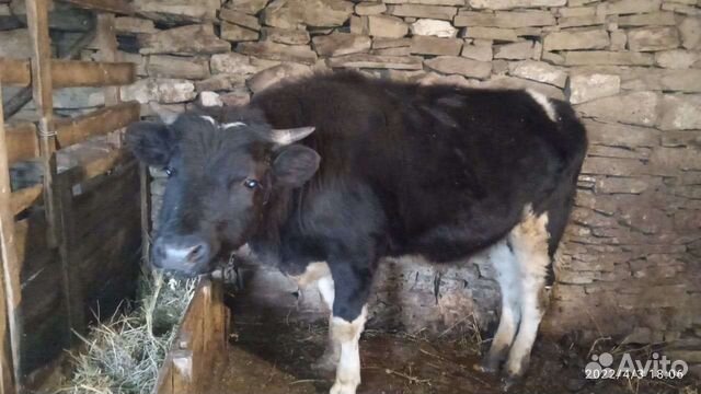 Продаётся годовалый бычок