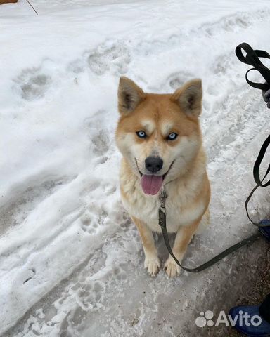 Собака 1,5 года