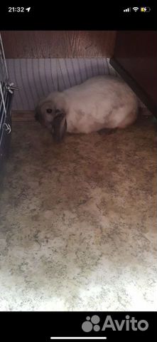 Вислоухий кролик