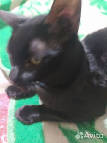 Отдам кота в добрые руки