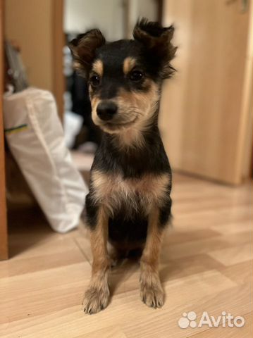 Собака Билли щенок 4 месяца