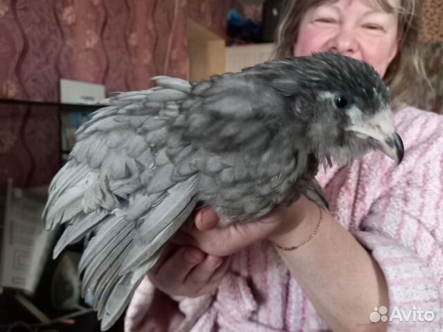 Петух амераукана