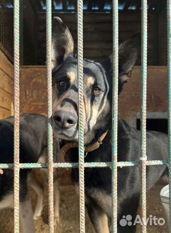 Не хочу умереть в клетке