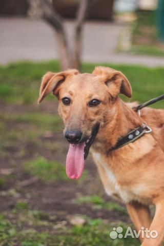 Скромная Нимфа в добрые руки