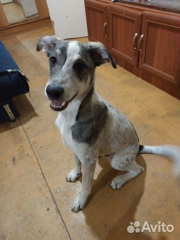 Собака в добрые руки отдам бесплатно