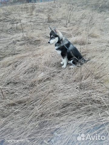 Отдам в хорошие руки