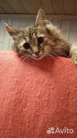 Котенок Норвежской лесной