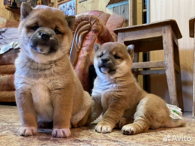 Сиба Ину, щенки