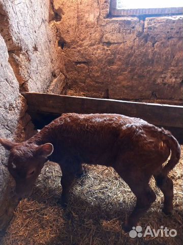 Бычек,животные