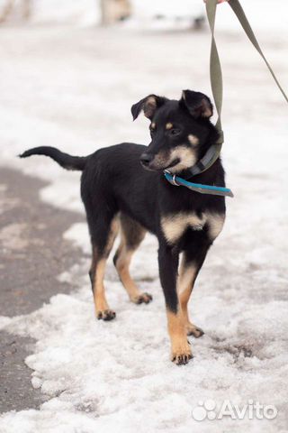 Красавица Шанель возрастом 5 месяцев