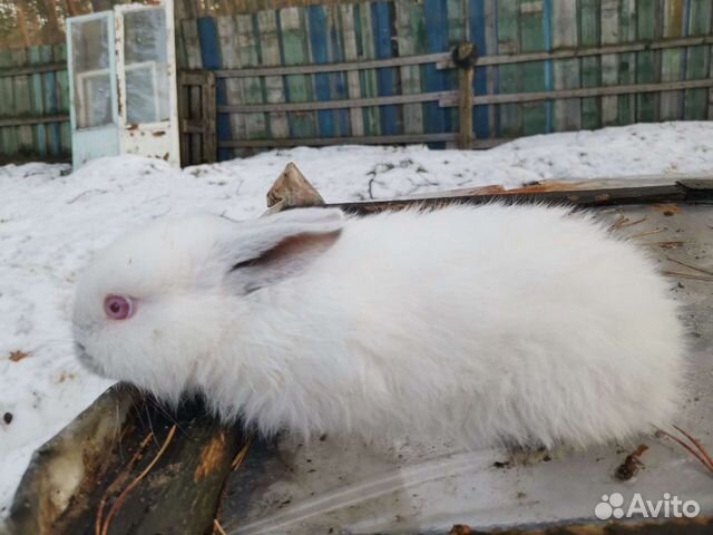 Калифорнийские крольчата и самки