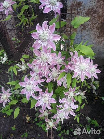 Телёнок бычок 2 недели