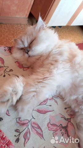 Домашние котики