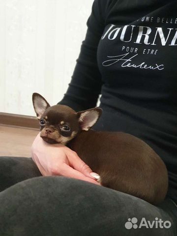 Шоколадно-подпалая девочка чихуахуа