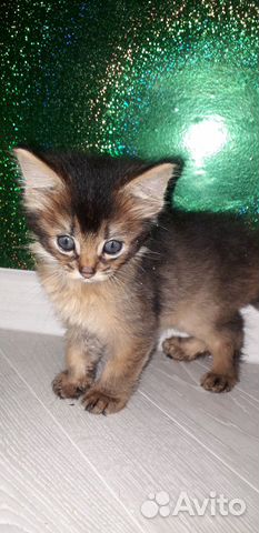 Котята Cомали