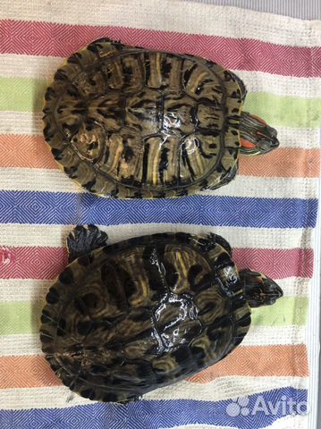 Красноухая черепаха 2