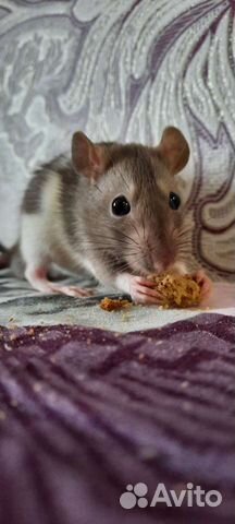 Крыса дамбо