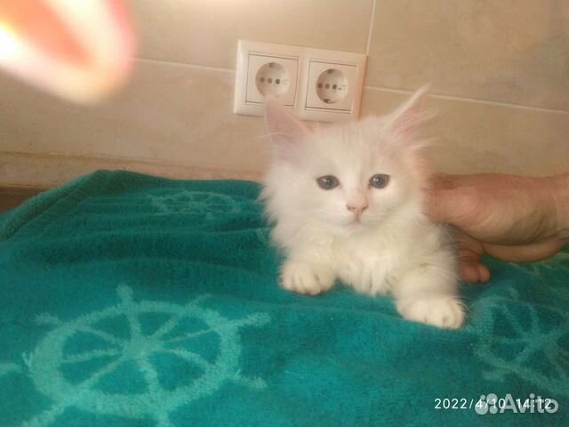 Котята турецкой ангоры