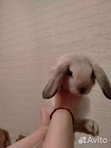 Крольчонок вислоушка