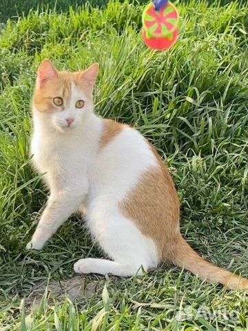 Котик в добрые руки