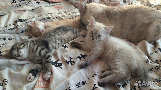 Котята отдам бесплатно