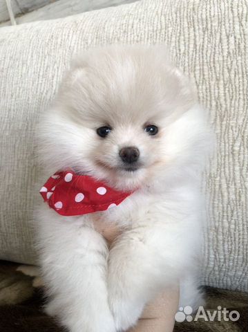 Шпиц белая девочка