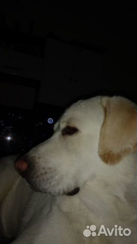 Лабрадор ретривер