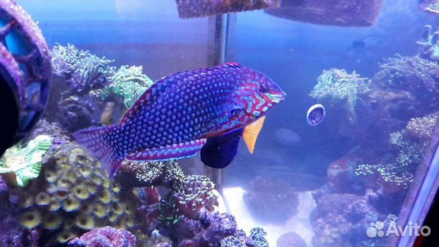 Рыбка губан Macropharyngodon ornatus (самец)