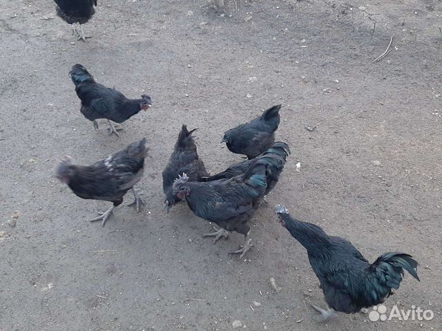 Куры