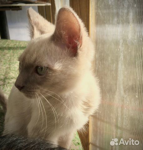 Котята парни тонкинез х тай