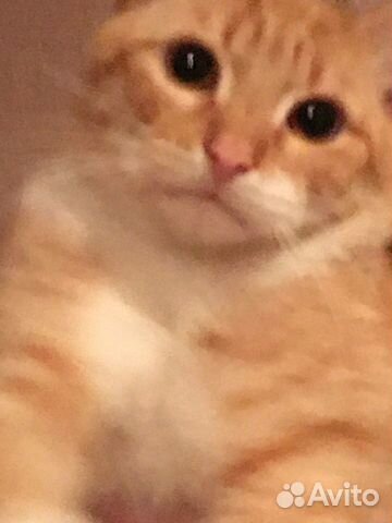 Котята-подростки