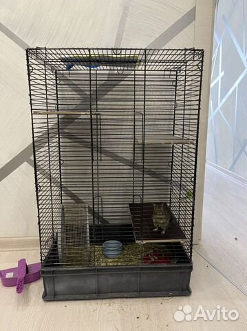 Дегу с клеткой