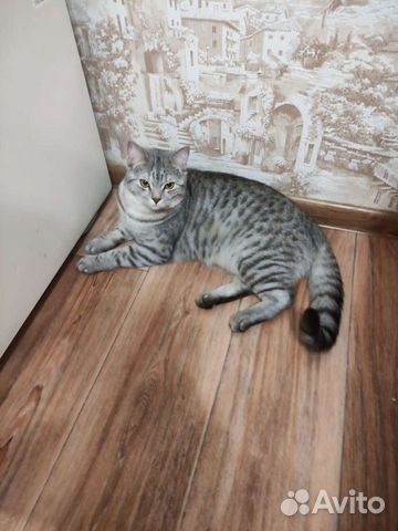 Отдаем кота,аллергия у ребенка,кастрирован,9 мес