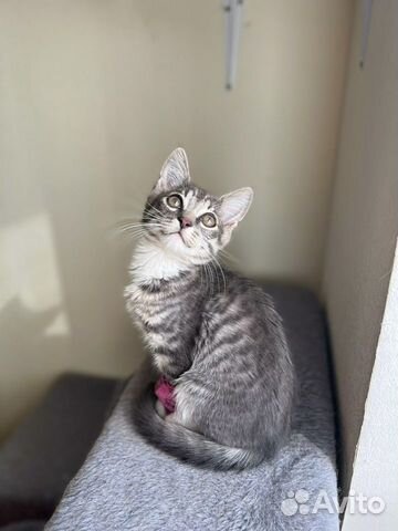 Рорик котенок в поисках дома