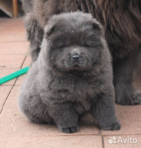 Голубая чаушка