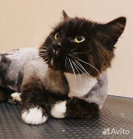 Котик Бусик спасенный от алкашей