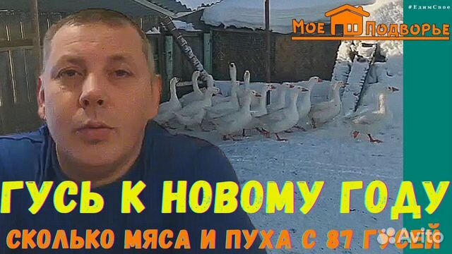 Выращу под заказ утку, гуся