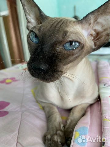 Кошка