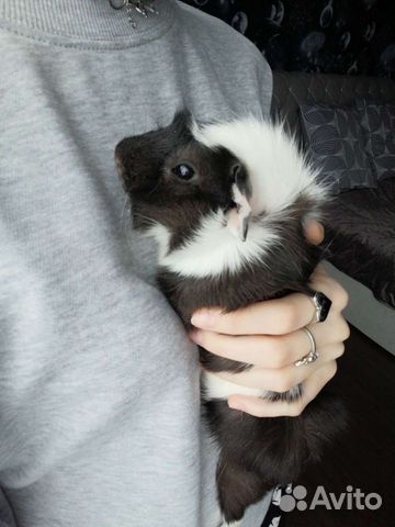 Морская свинка девочка