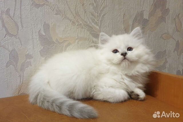 Британский голубоглазый мальчик