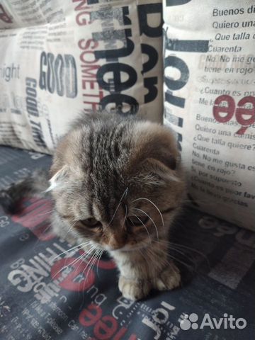 Шотландская вислоухая кошка