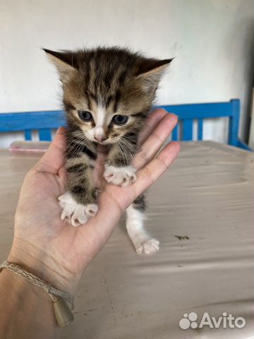 Кошка в дар бесплатно