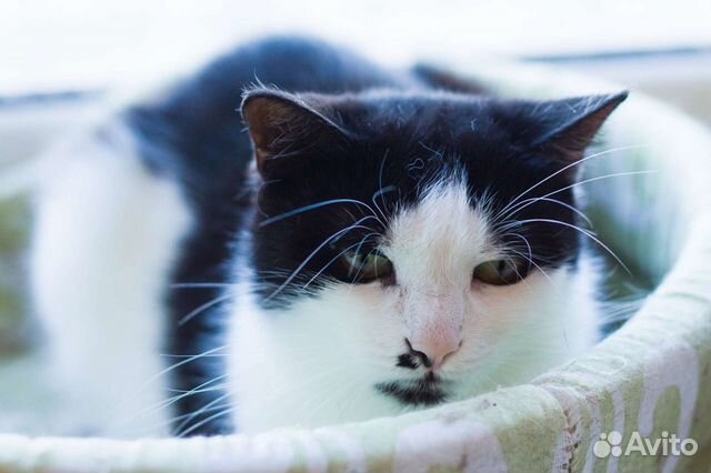 Кошка Синди ищет дом